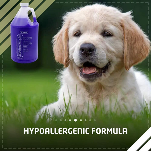 Wahl Absolute Purple Gallon Dog Shampoo – ShakeHands